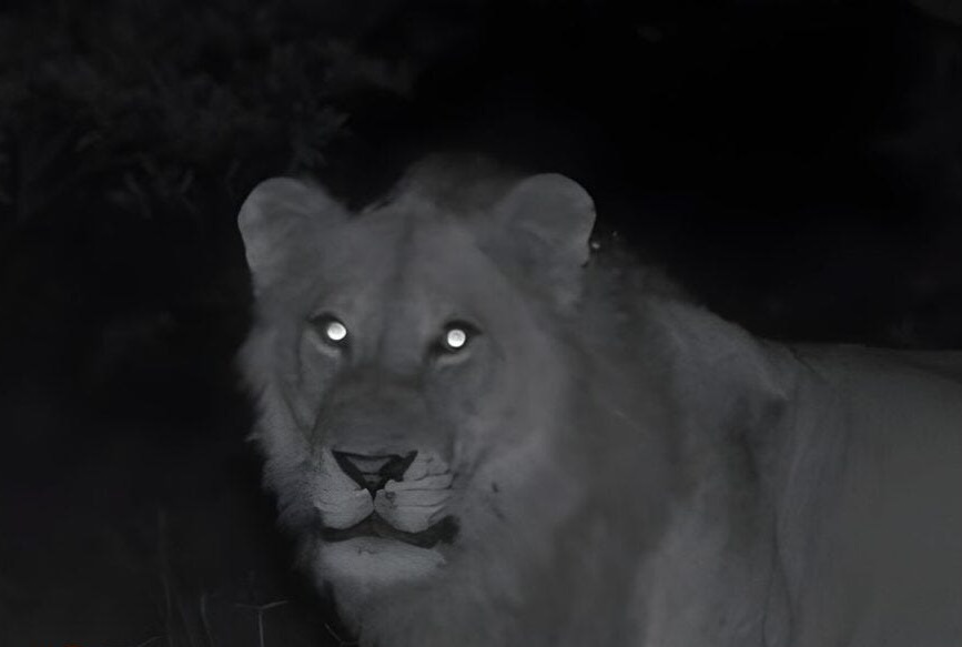 A Lion's eye vs Human eye: A Comparison - Intrepid Odyssey Safaris