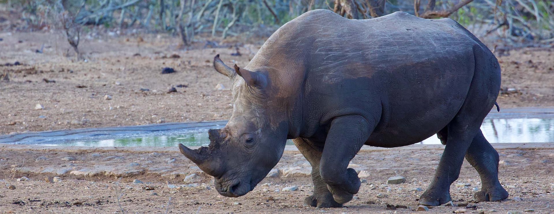 Rhinos Under Fire: 2025 Poaching Trends, Statistics, and the Fight for ...