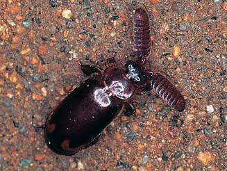 The Intrepid Odyssey Wildlife BLOG - Intrepid Odyssey Safaris