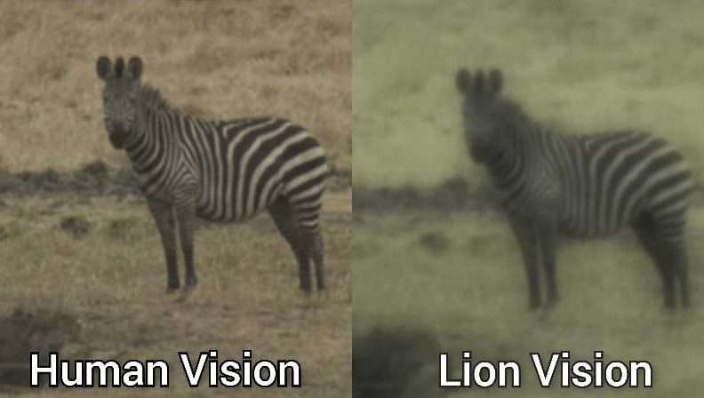 A Lion's eye vs Human eye: A Comparison - Intrepid Odyssey Safaris
