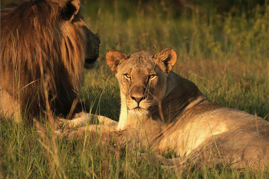 The Bombardier Ant-Guest Beetle - Intrepid Odyssey Safaris