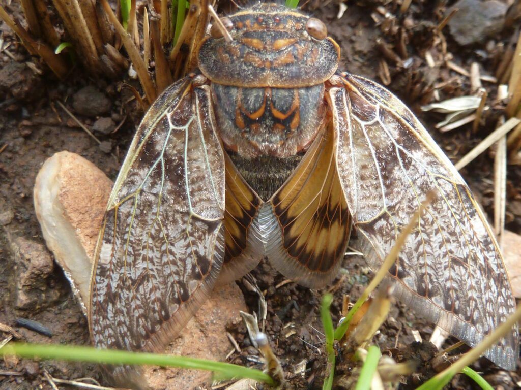 Fascinating Insects: The Cicada - Intrepid Odyssey Safaris