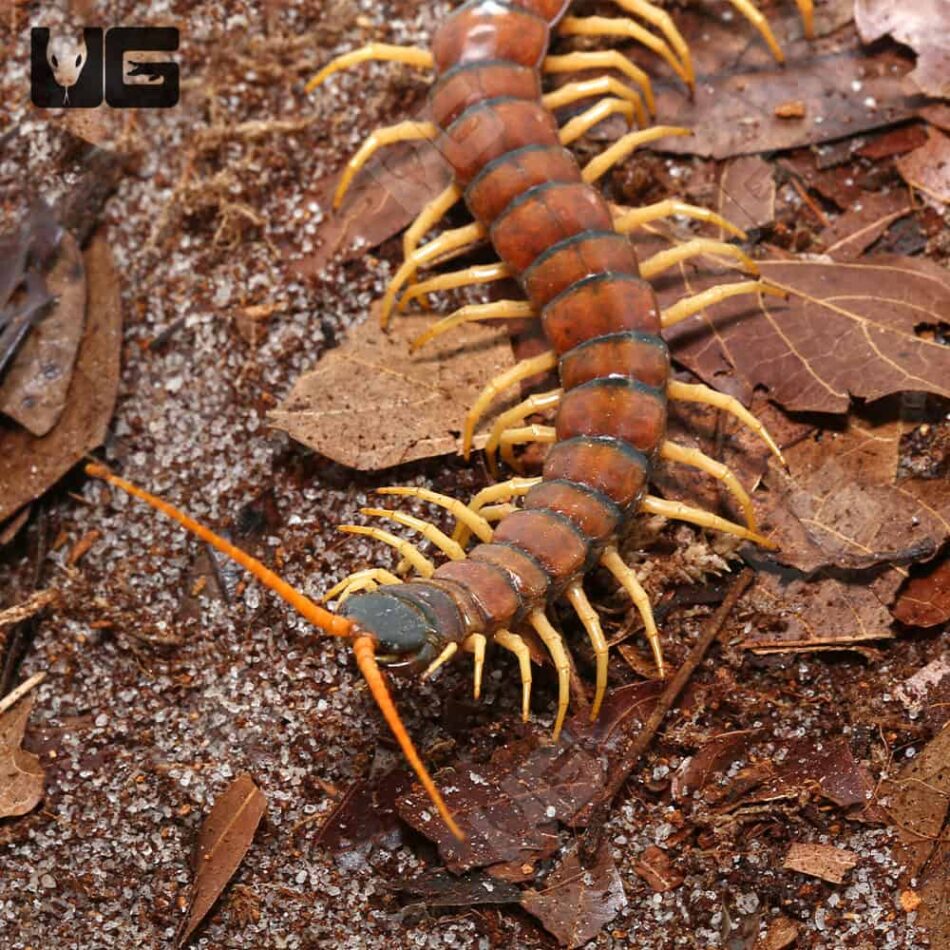 Centipedes vs. Millipedes: Understanding Their Amazing and Unique Roles ...